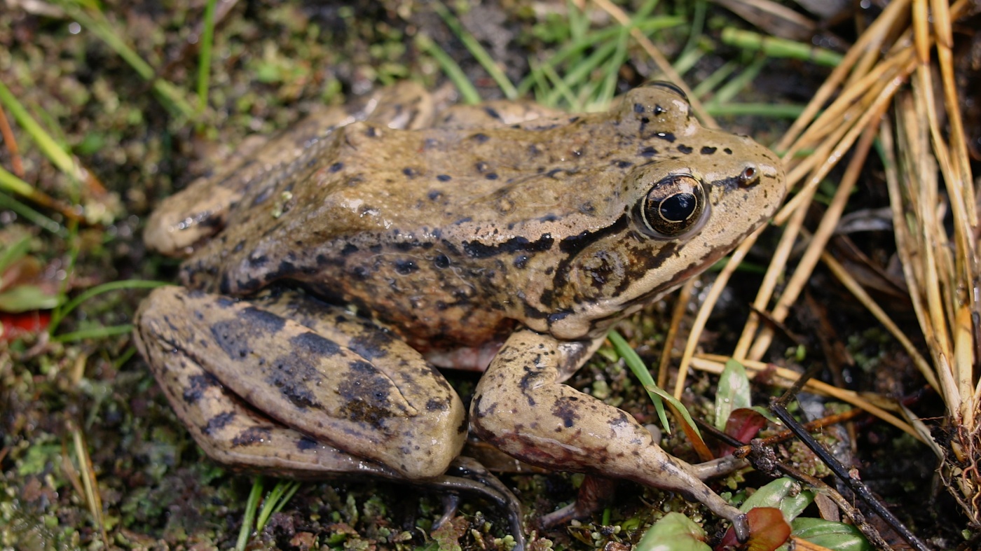 AI Technology Aids in Revival of California Red-Legged Frog After 25 ...