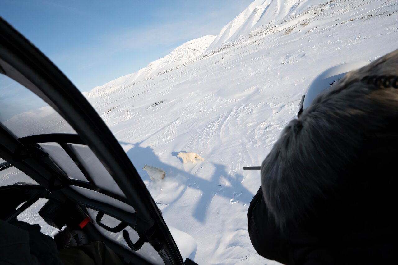 Scientists Explore New Methods to Monitor Polar Bears Amid Climate ...