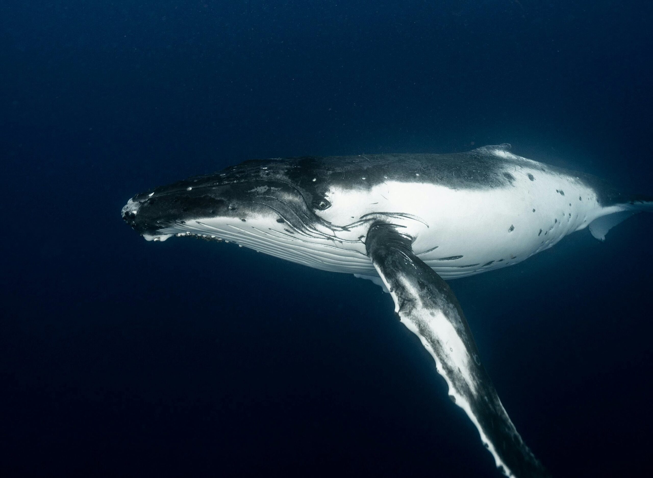 Whale Poop Loop Keeps Ocean and Humans Alive - SSBCrack News