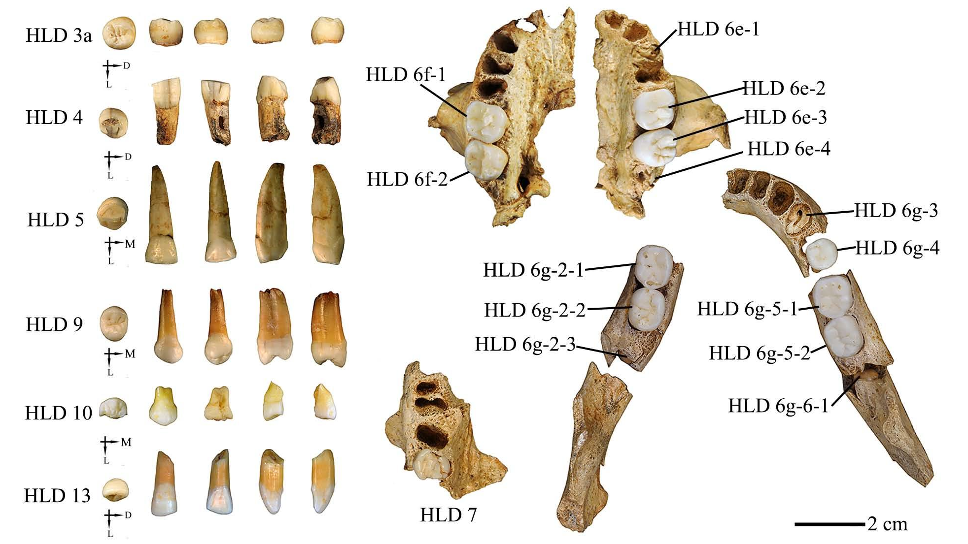 Ancient Teeth Reveal Complex Evolutionary History of Humans in Asia ...