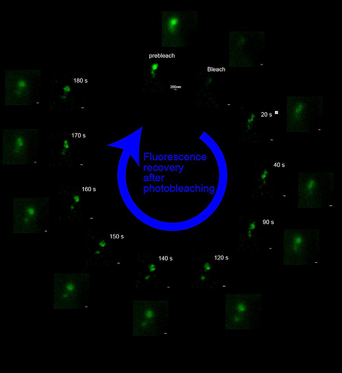 Innovative super-resolution imaging method for gentle live-cell imaging ...