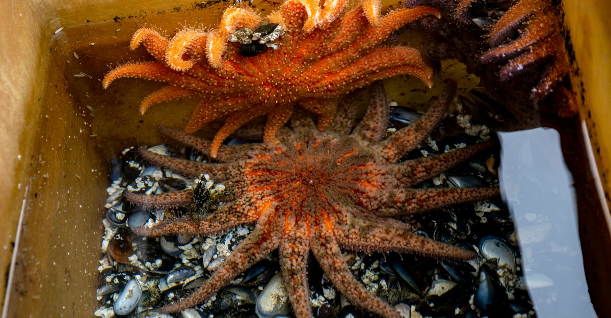 Scientists Identify Culprit Behind Sea Star Wasting Disease After ...
