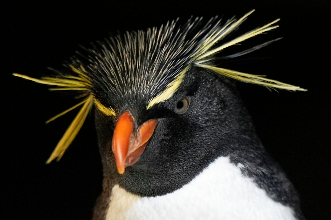New England Aquarium Opens Geriatric Island for Aging African Penguins ...