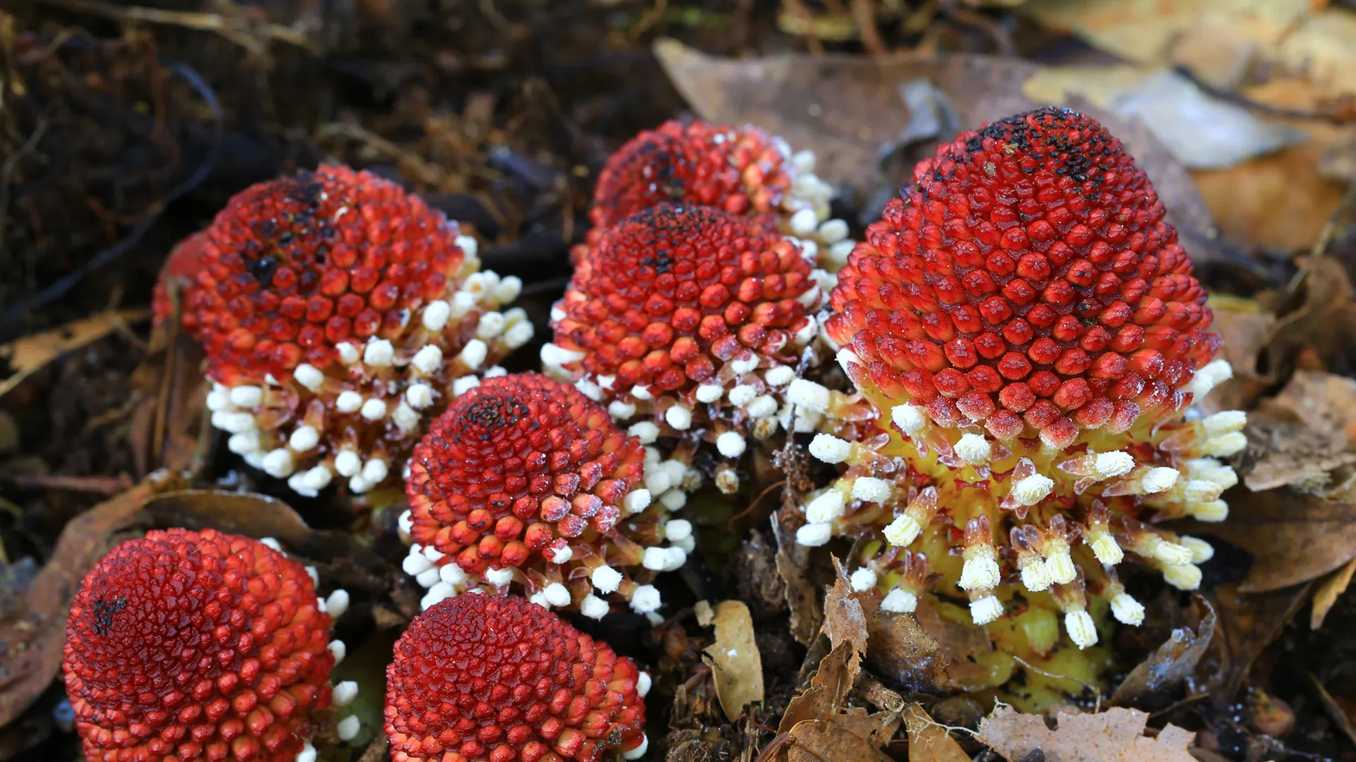 Study of Non-Green, Asexual Plants Reveals Insights into Plant Life and ...
