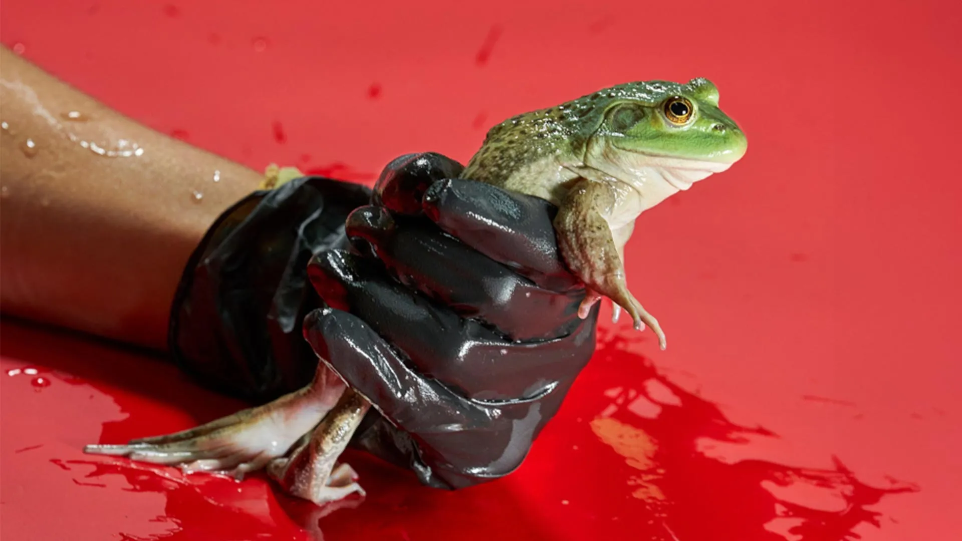 New Study Challenges Origin of Chytrid Fungus, Links it to Brazil's ...