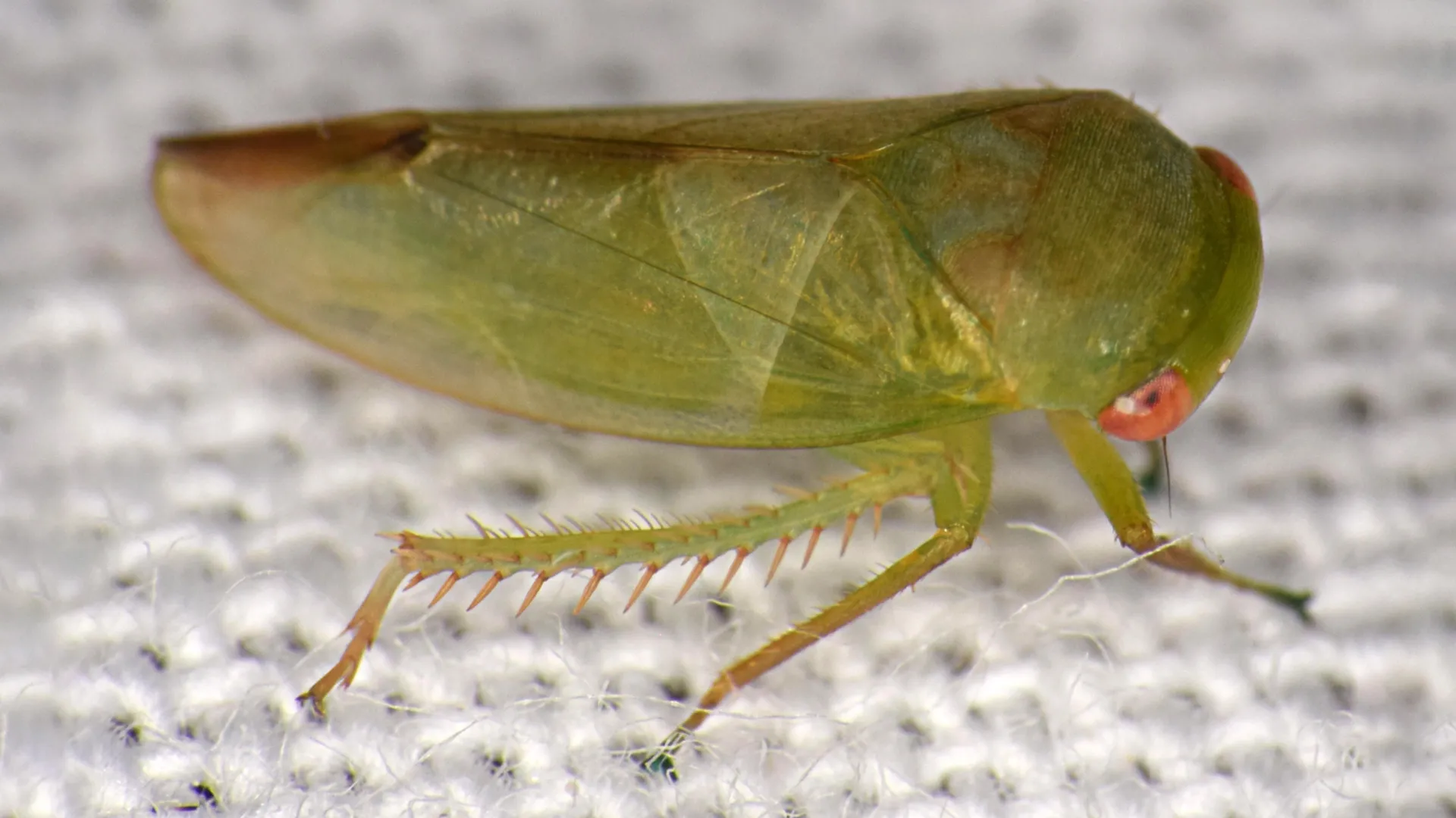 New Frog-Like Insect Species Discovered in Uganda by Scientist from ...