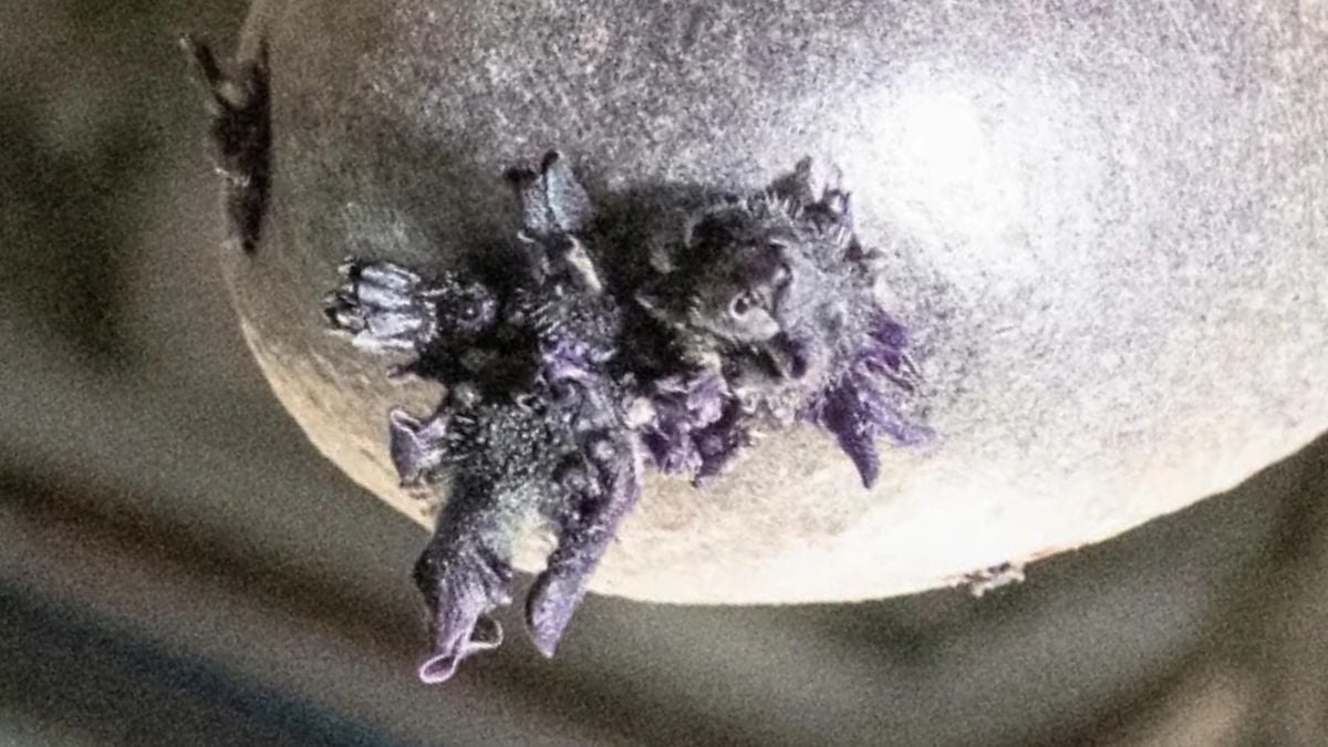 Astronaut Shares Photos of 'Alien' Potato Grown on the ISS - SSBCrack News