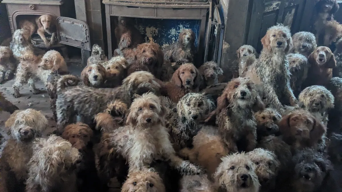 More Than 250 Dogs Rescued from Overrun UK Home Amid Rising Animal ...