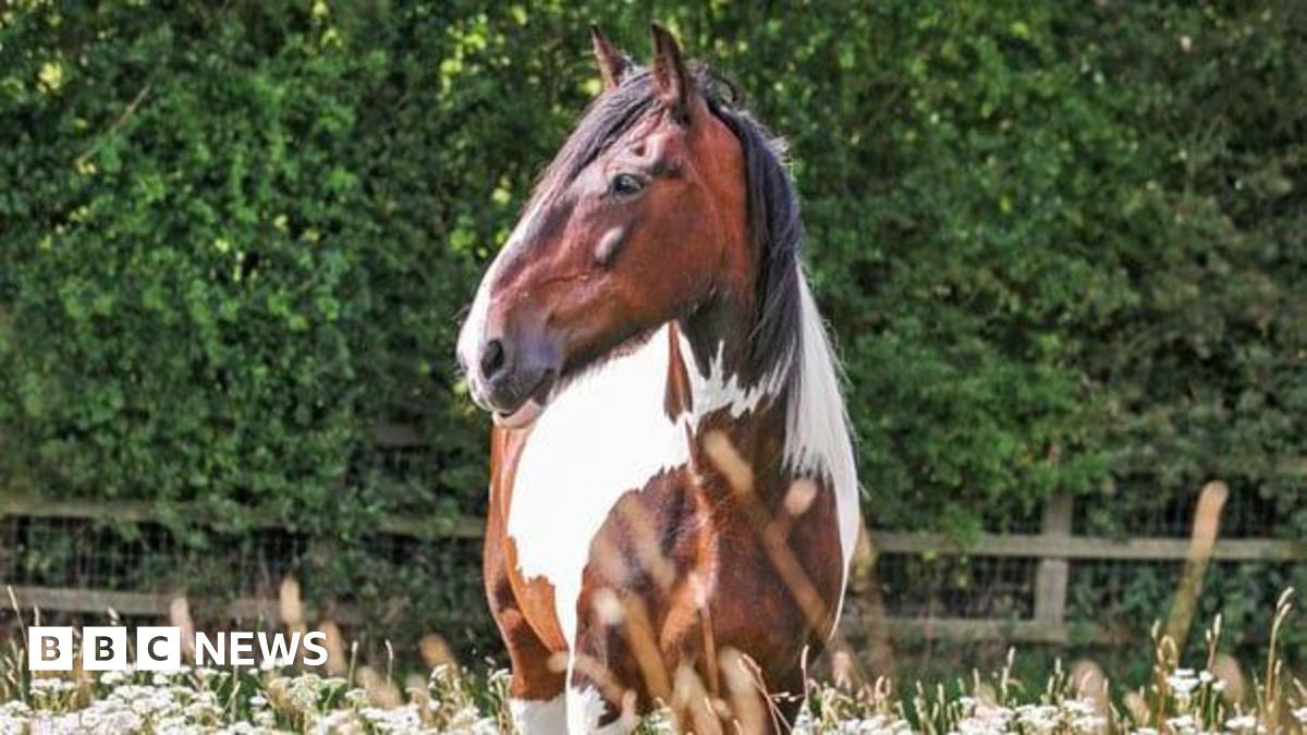 Tribute Paid to Beloved Retired Police Horse Trojan - SSBCrack News